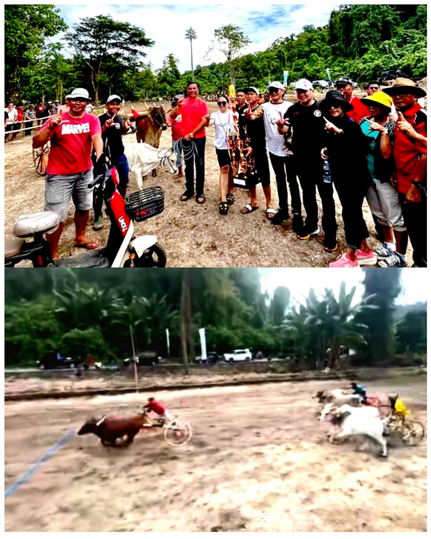 Bupati Joune Ganda Diakui Pecinta Budaya: Pacuan Roda Sapi Jadi Ikon ...